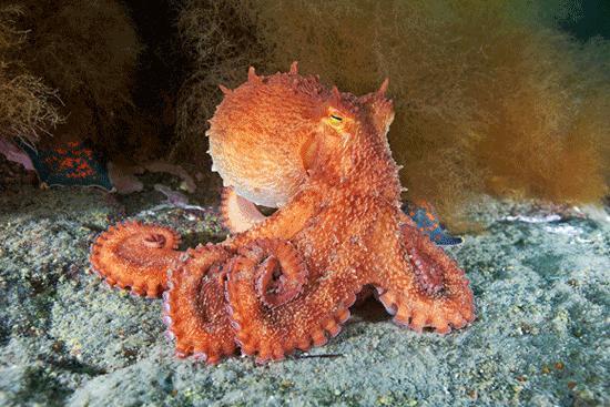 FARK.com: (7291357) Photoshop this orange octopus