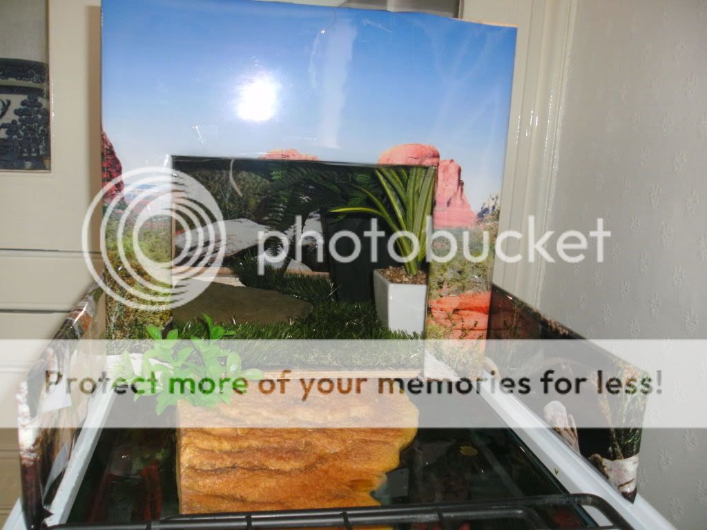 Finished ATBA (above tank basking area to you and me) (Pic Heavy ...