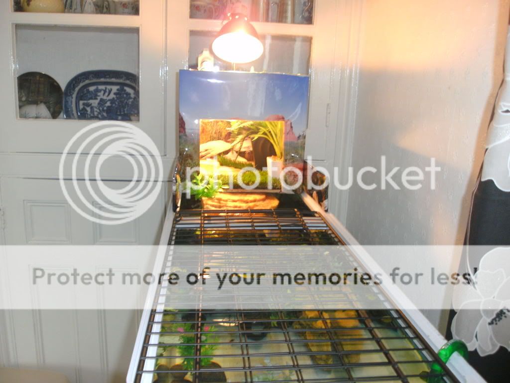 Finished ATBA (above tank basking area to you and me) (Pic Heavy ...