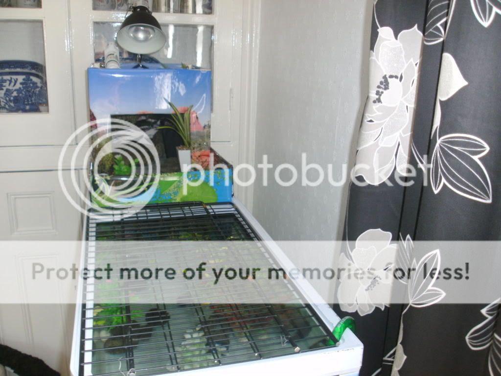 Finished ATBA (above tank basking area to you and me) (Pic Heavy ...