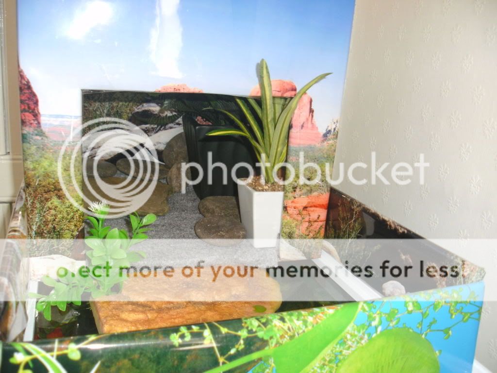 Finished ATBA (above tank basking area to you and me) (Pic Heavy ...