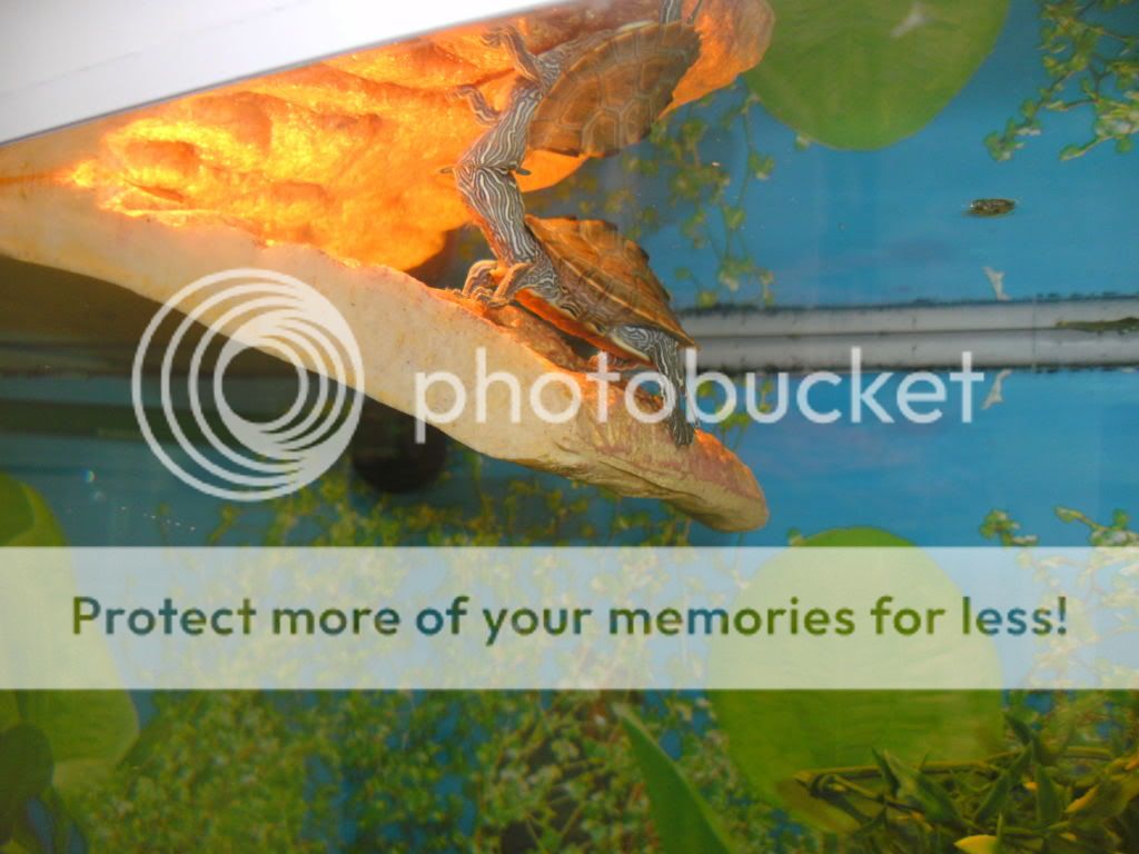 Finished ATBA (above tank basking area to you and me) (Pic Heavy ...