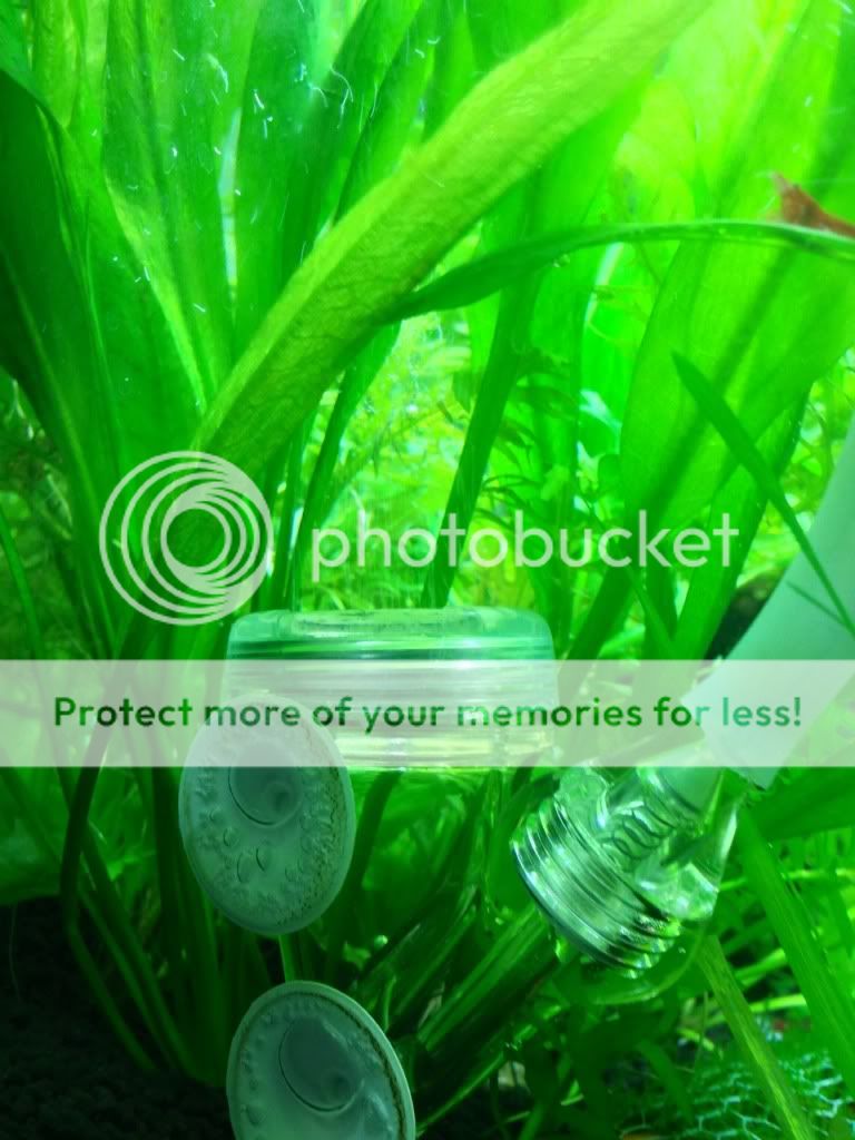 New Betta Boy....into a 60L community tank! | Tropical Aquariums SA